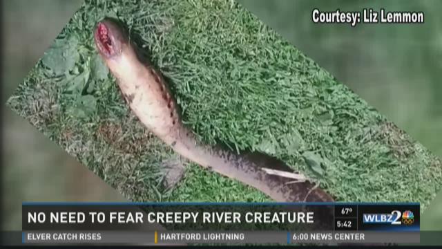 Creepy looking but not to be feared, biologists say of Lamprey Eels | ksdk.com